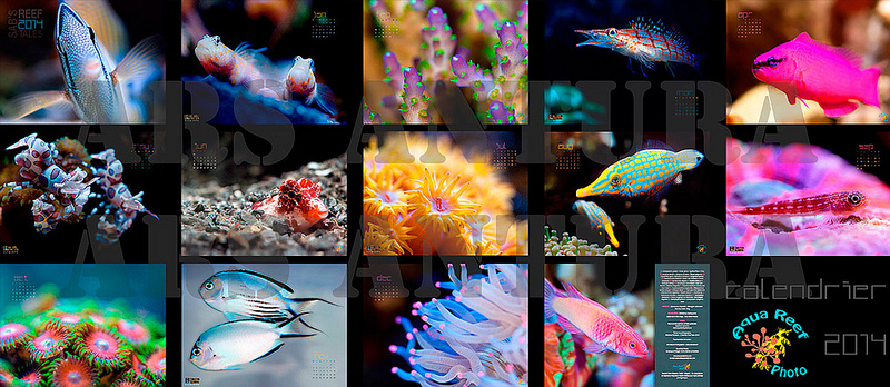 Les calendriers Sab's Reef tales 2014 sont arrivés! - Récifal News