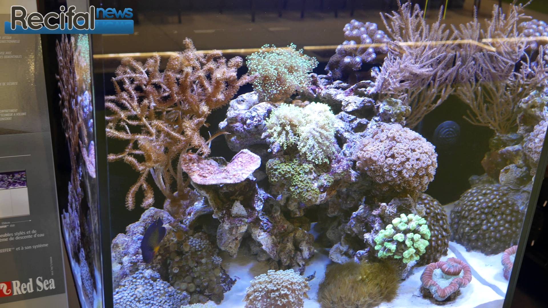 Présentation Red Sea MAX E LED 170 et 260 - Récifal News