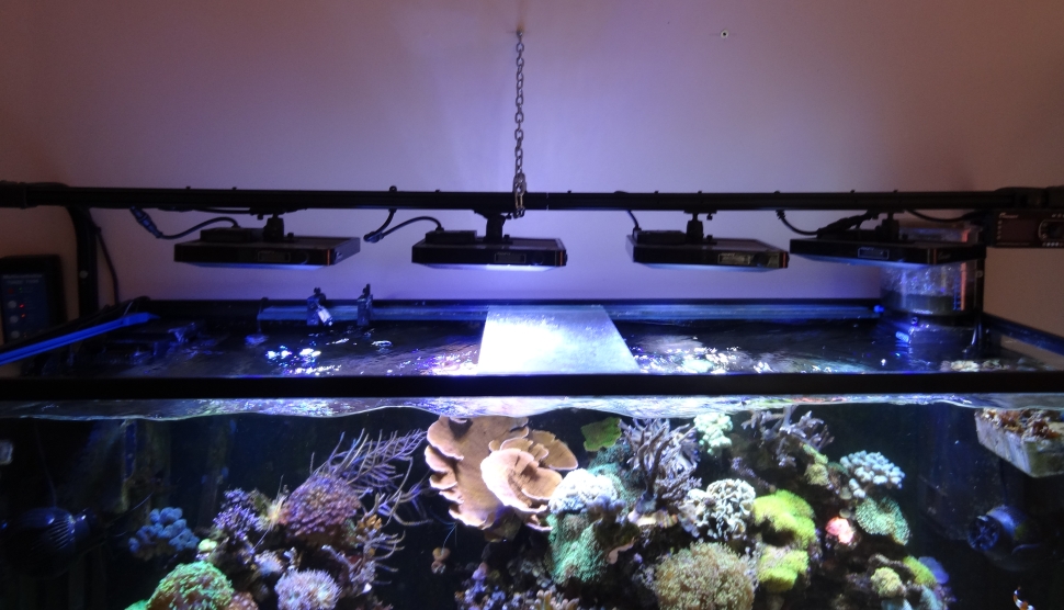 Maxspect Mazarra Série P bilan et pousse des coraux depuis décembre ...