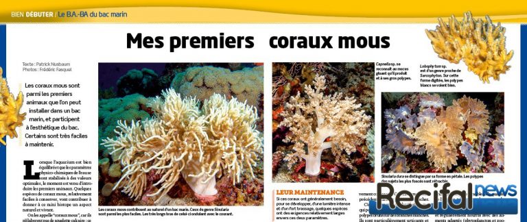 Les coraux mous, un classique chez les récifalistes - Récifal News