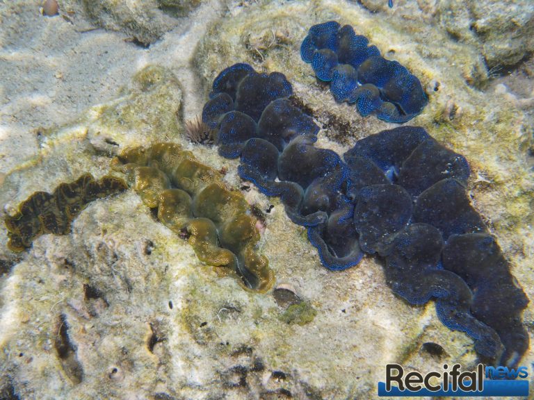 Zoom sur Tridacna crocea : un bénitier particulier - Récifal News