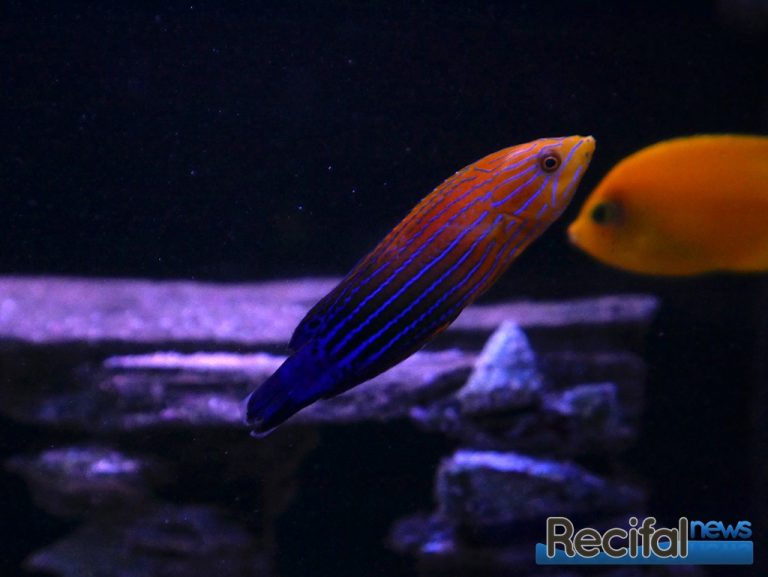 Retour sur les 45 ans du Poisson d'Or - Récifal News