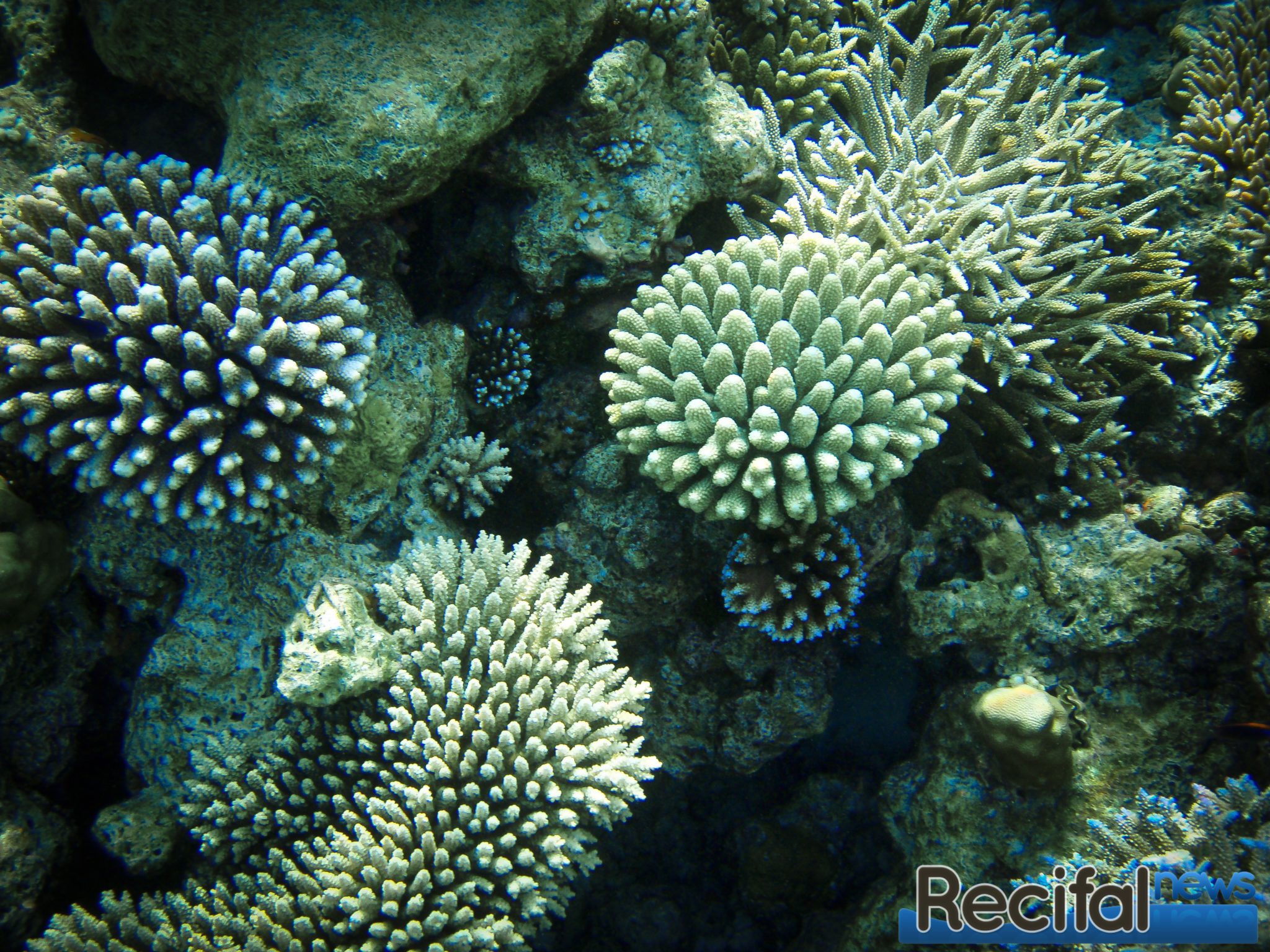 Souvenirs de plongées aux Maldives - Récifal News