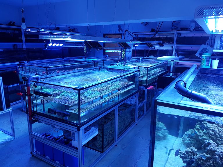 Interview d'Ali Akil de Euro Corals - Récifal News