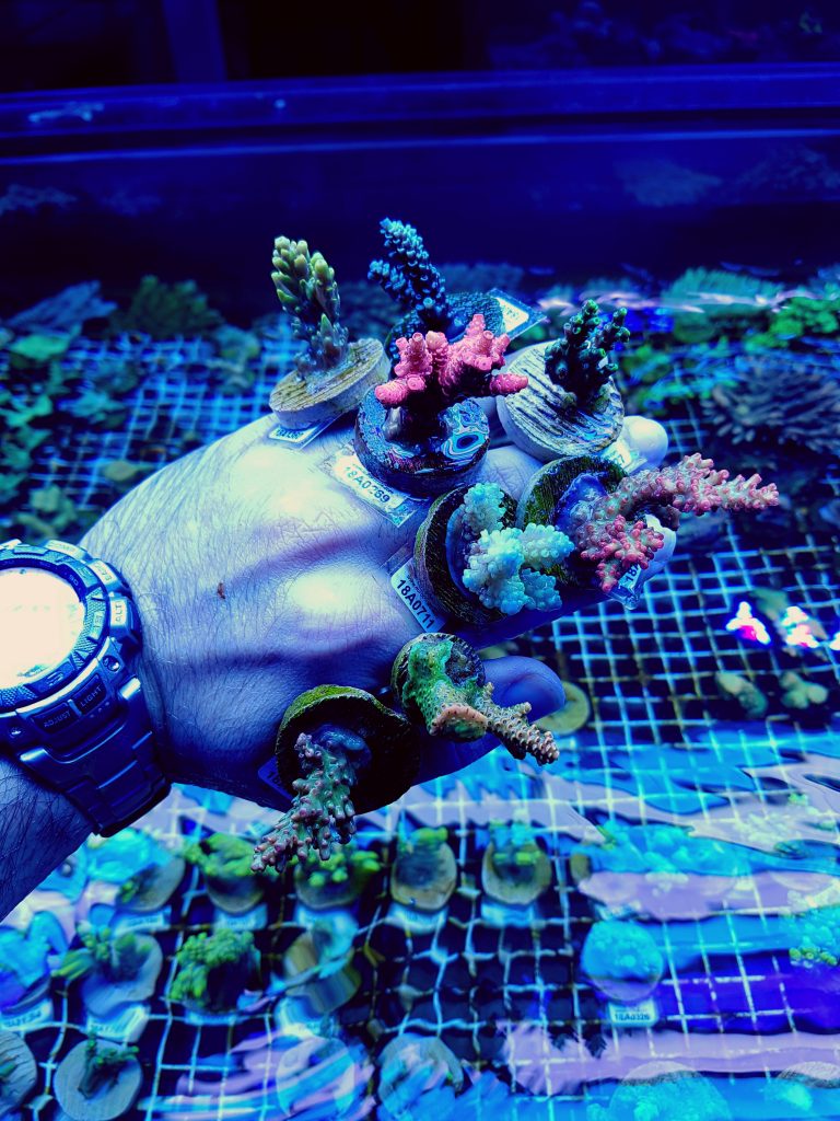 Interview of Ali Akil from Euro Corals - Récifal News