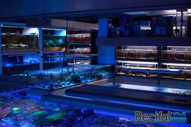 Vlog #15 Vince Z : our visit at Reef Corner - Récifal News
