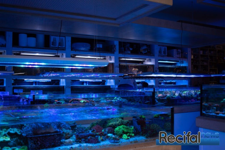 Vlog #15 Vince Z : our visit at Reef Corner - Récifal News