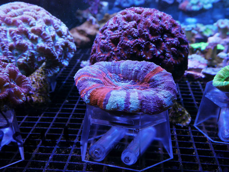 Visite au Poisson d'Or 16/11/2018 : portes ouvertes en approche ...