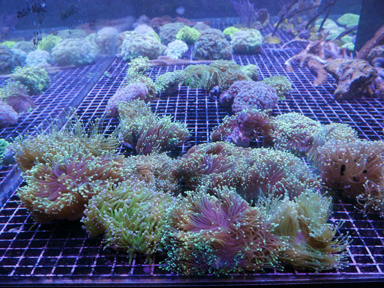 47 ans du Poisson d’Or : nous y étions ! | Récifal News