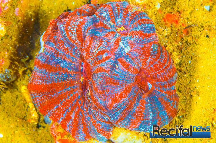 Croc Island Scolys ou Micromussa pacifica - Récifal News