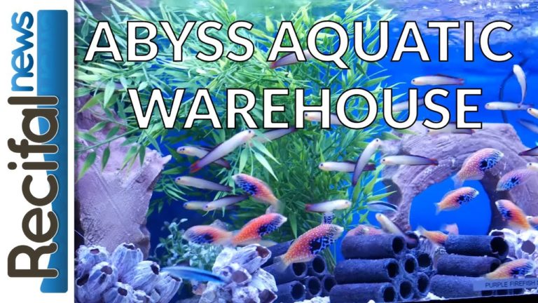 Abyss Aquatic Warehouse : l'aquariophilie à l'anglaise ! - Récifal News