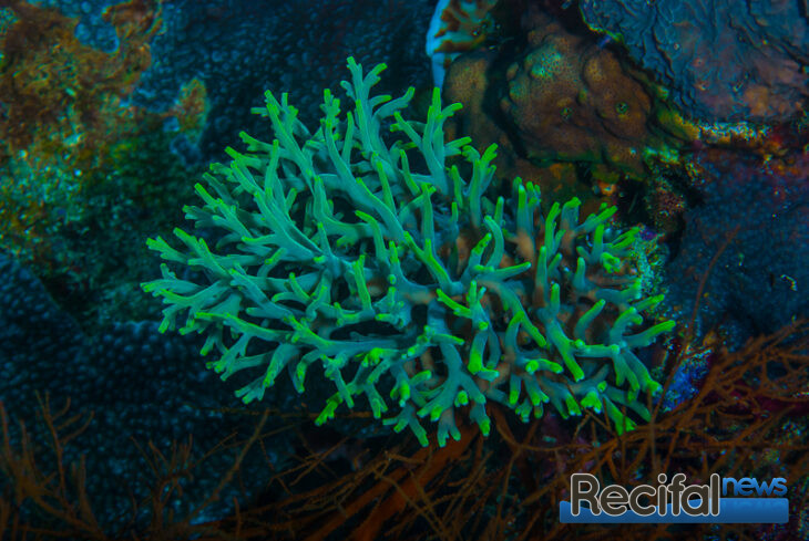 Acropora suharsonoi, unique et rare en même temps ! - Récifal News