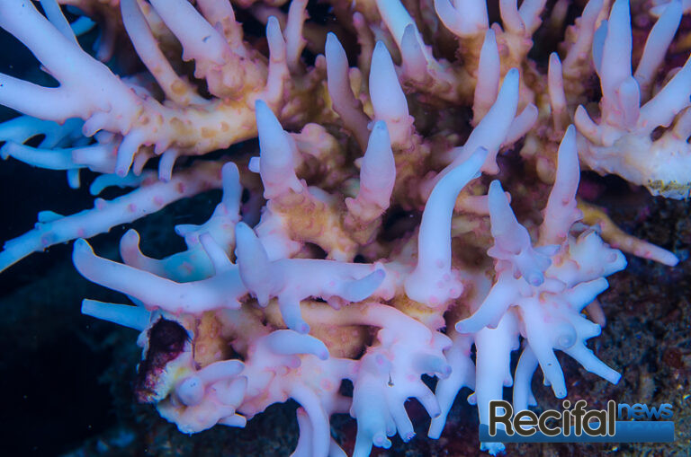 Acropora suharsonoi, unique et rare en même temps ! - Récifal News