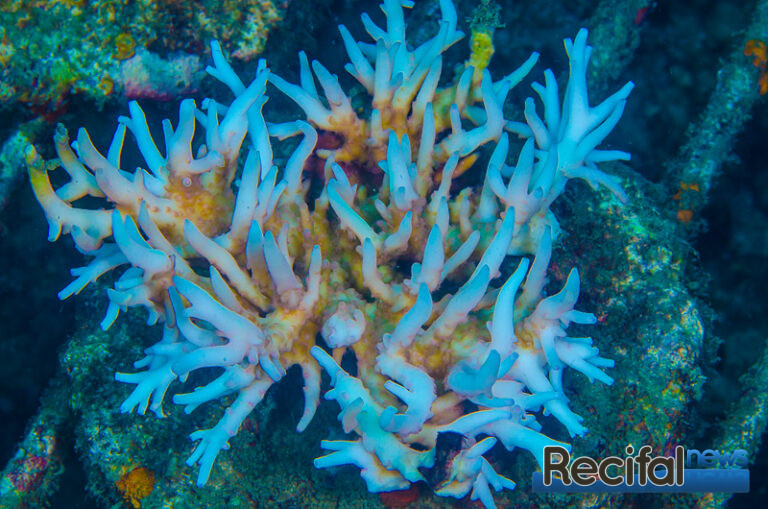 Acropora suharsonoi, unique et rare en même temps ! - Récifal News