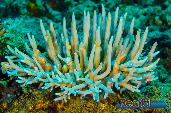 Acropora suharsonoi, unique et rare en même temps ! - Récifal News
