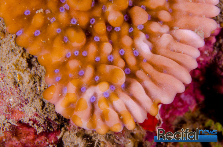 Montipora : retour aux fondamentaux - Récifal News