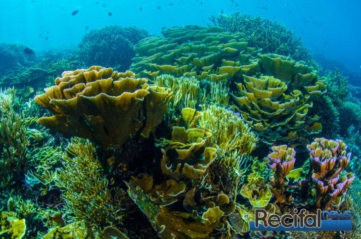 Montipora : retour aux fondamentaux - Récifal News