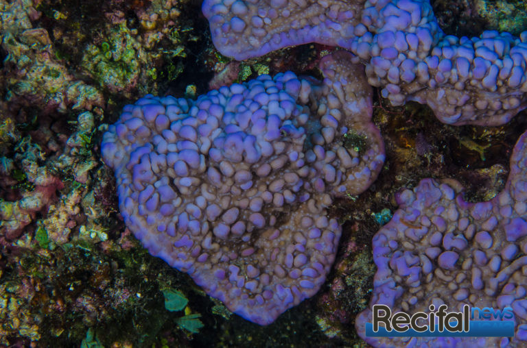 Montipora : retour aux fondamentaux - Récifal News