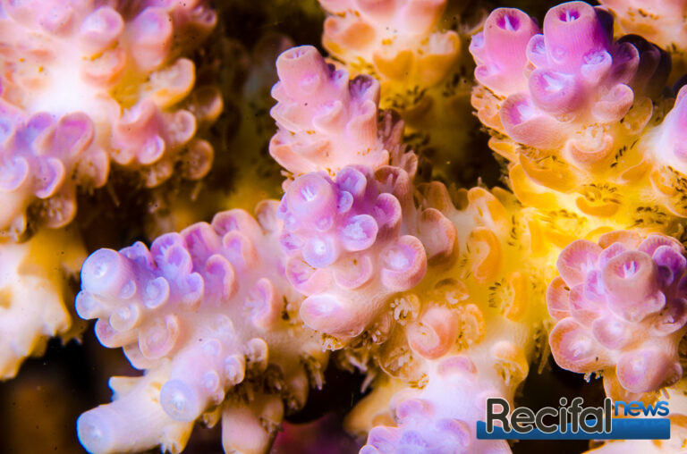 Acropora anthocercis, l'autre star des Acropora Australiens ! - Récifal ...