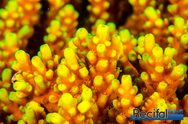 Acropora anthocercis, l'autre star des Acropora Australiens ! - Récifal ...