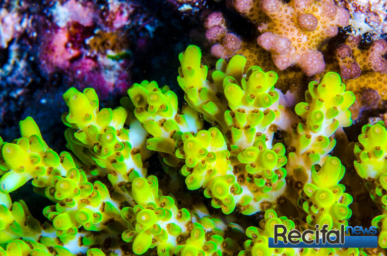 Acropora anthocercis, l'autre star des Acropora Australiens ! - Récifal ...