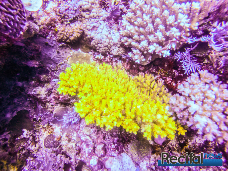 Acropora anthocercis, l'autre star des Acropora Australiens ! - Récifal ...