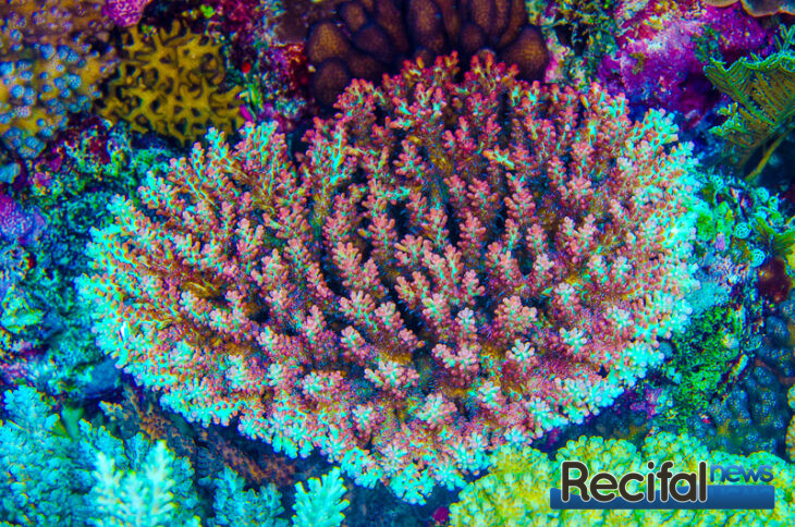 Acropora microclados : la tarte aux fraises de l'aquarium récifal ...