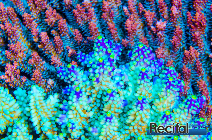 Acropora secale : un Acropora universel - Récifal News