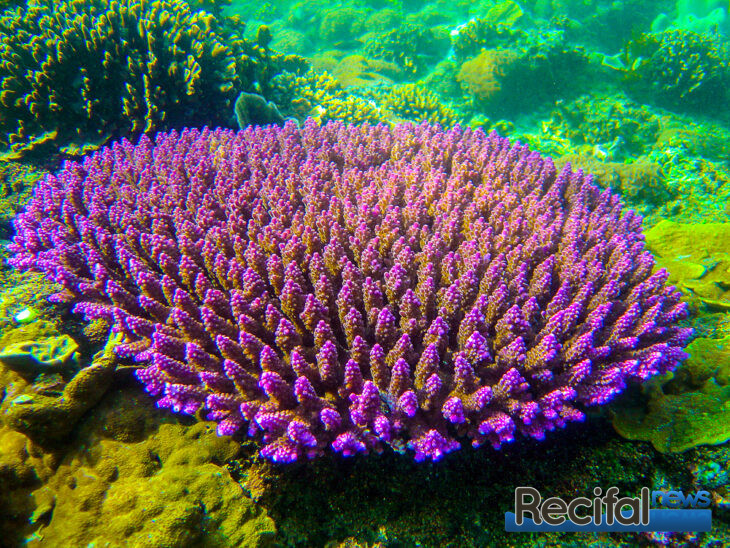 Acropora secale : un Acropora universel - Récifal News