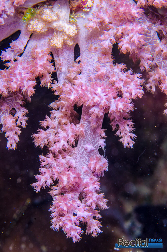 Le Nephthya rose, un joyaux désormais accessible d'Australie ...