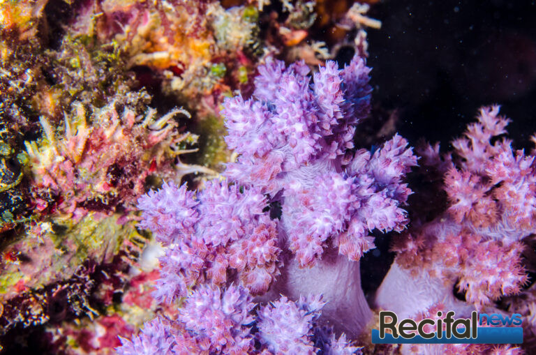 Le Nephthya rose, un joyaux désormais accessible d'Australie ...