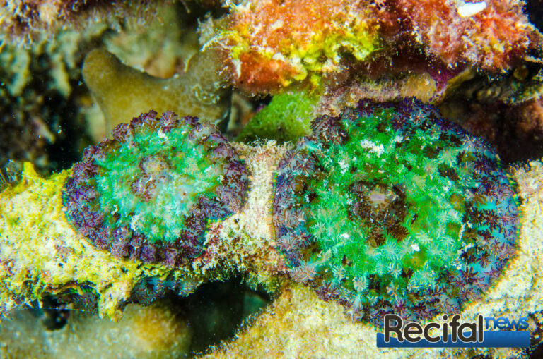 Rhodactis inchoata, l'anémone œil de bœuf - Récifal News