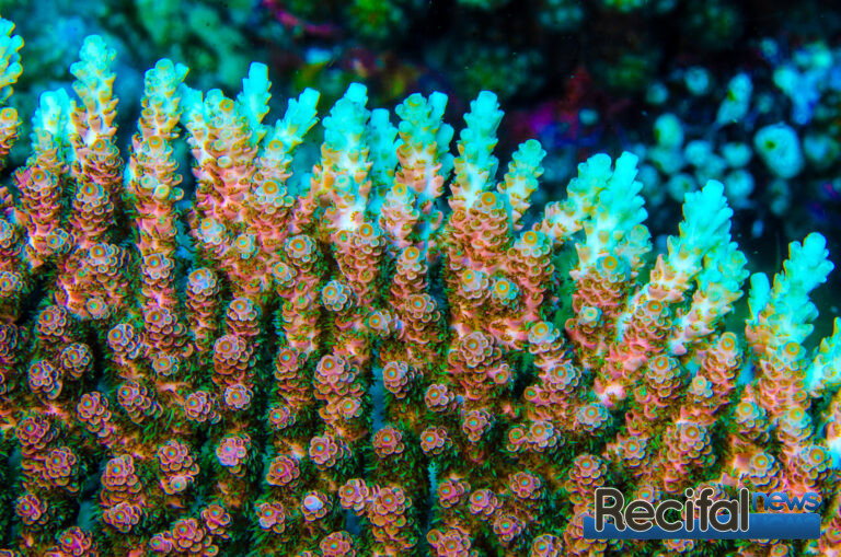 Acropora hyacinthus : l'Acropora plateau par excellence - Récifal News