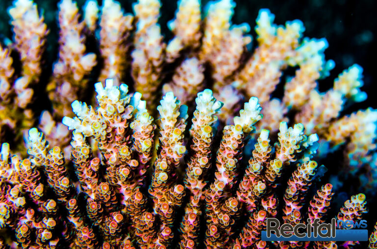 Acropora hyacinthus : l'Acropora plateau par excellence - Récifal News