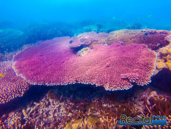 Acropora hyacinthus : l'Acropora plateau par excellence - Récifal News