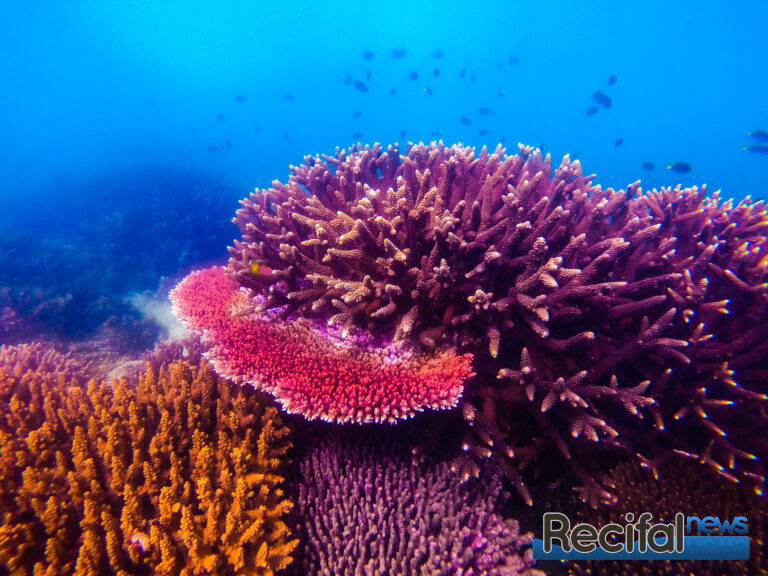 Acropora hyacinthus : l'Acropora plateau par excellence - Récifal News