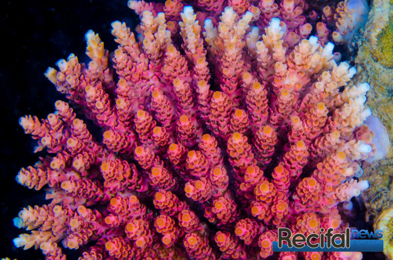 Acropora hyacinthus : l'Acropora plateau par excellence - Récifal News