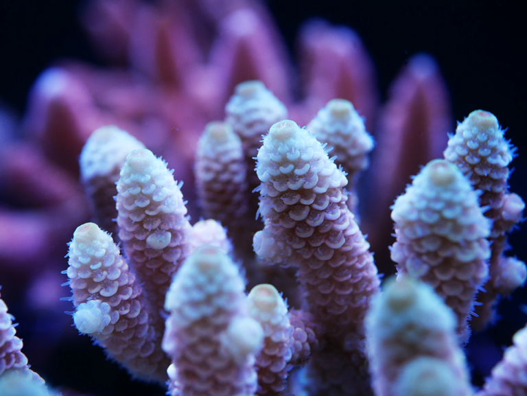 Poisson d'or - disponibilités 23/08/2019 - Récifal News