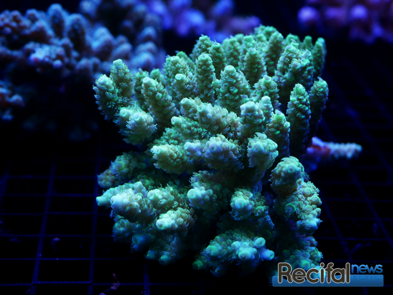 Poisson d'or - disponibilités 23/08/2019 - Récifal News