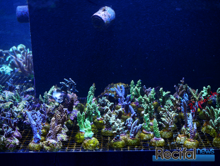 Poisson d'or - disponibilités 23/08/2019 - Récifal News