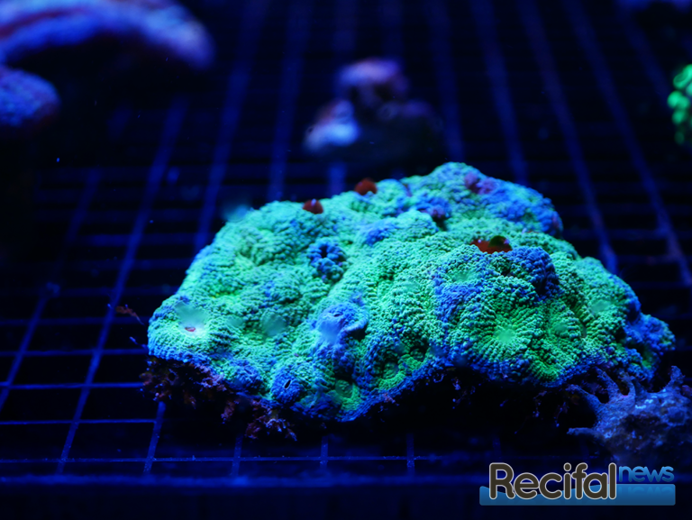 Poisson d'or - disponibilités 23/08/2019 - Récifal News