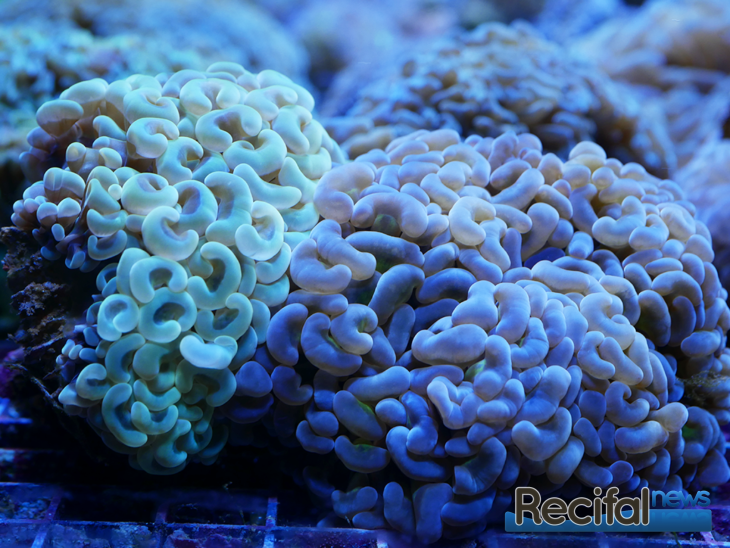 Poisson d'or - disponibilités 23/08/2019 - Récifal News