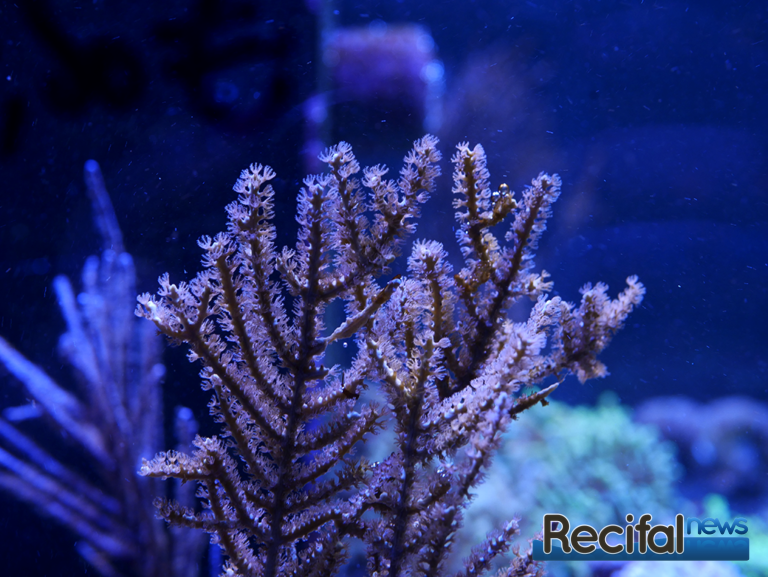 Poisson d'or - disponibilités 23/08/2019 - Récifal News