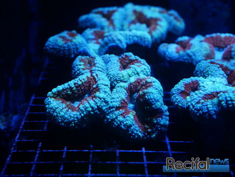 Poisson d'or - disponibilités 23/08/2019 - Récifal News