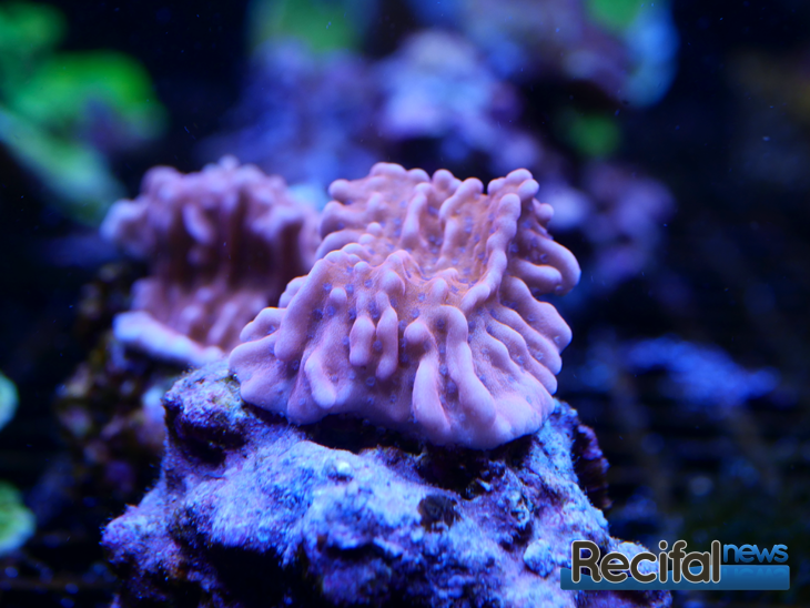 Poisson d'or - disponibilités 23/08/2019 - Récifal News