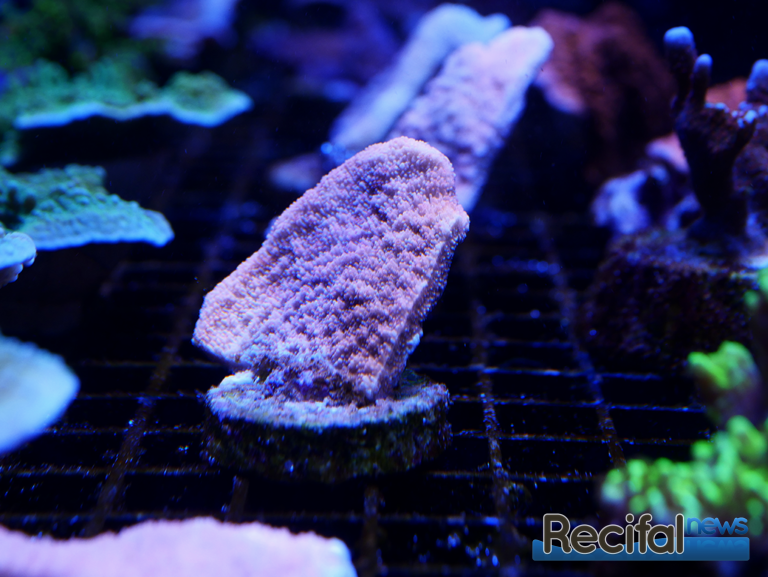 Poisson d'or - disponibilités 23/08/2019 - Récifal News