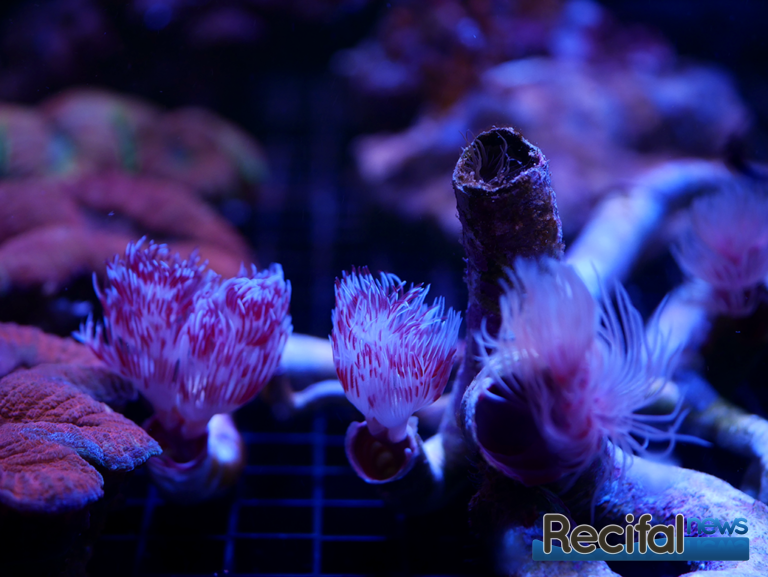 Poisson d'or - disponibilités 23/08/2019 - Récifal News