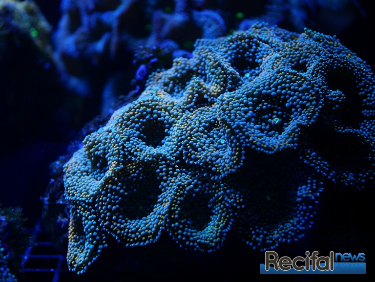 Poisson d'or - disponibilités 23/08/2019 - Récifal News