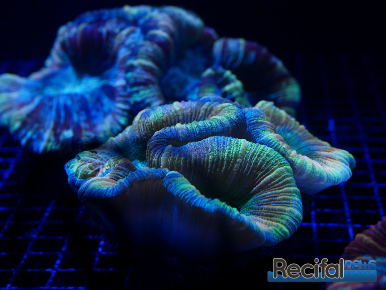 Poisson d'or - disponibilités 23/08/2019 - Récifal News