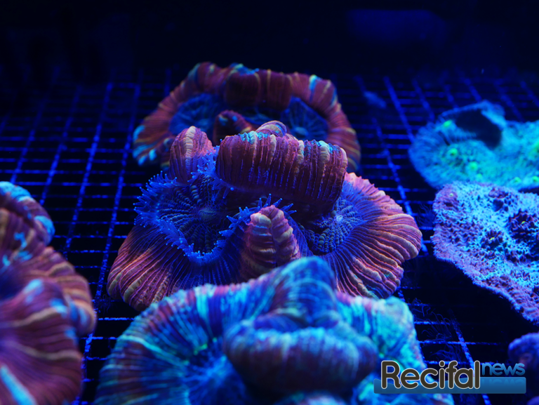 Poisson d'or - disponibilités 23/08/2019 - Récifal News